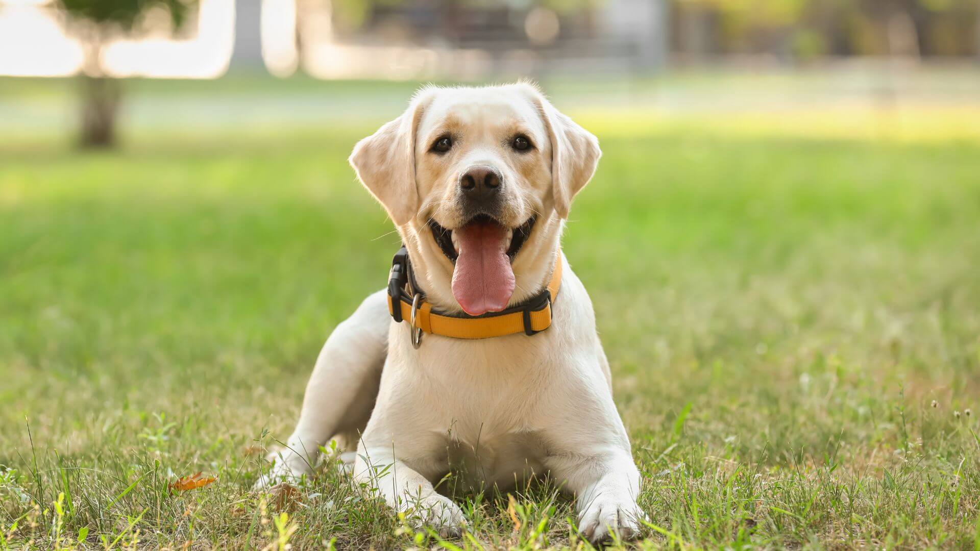 Best Veterinary Clinic In Northeast, IA | Postville Veterinary