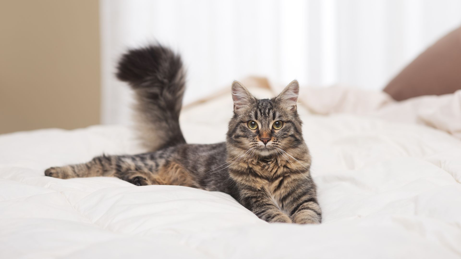 Postville Veterinary Clinic FAQs